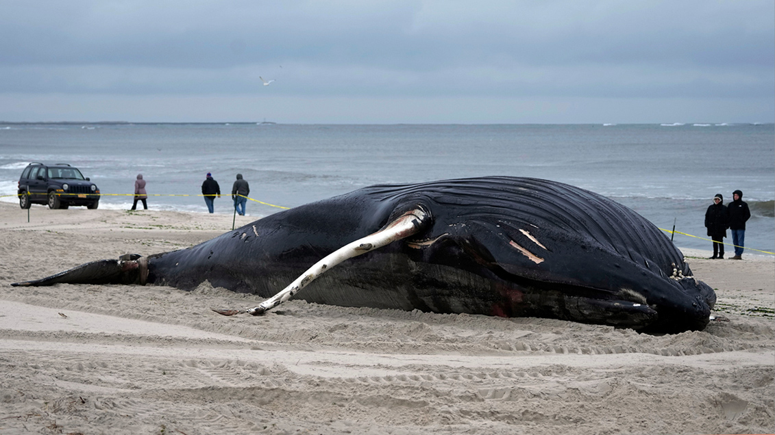 Las muertes de ballenas en la costa este: desentrañando las causa ...